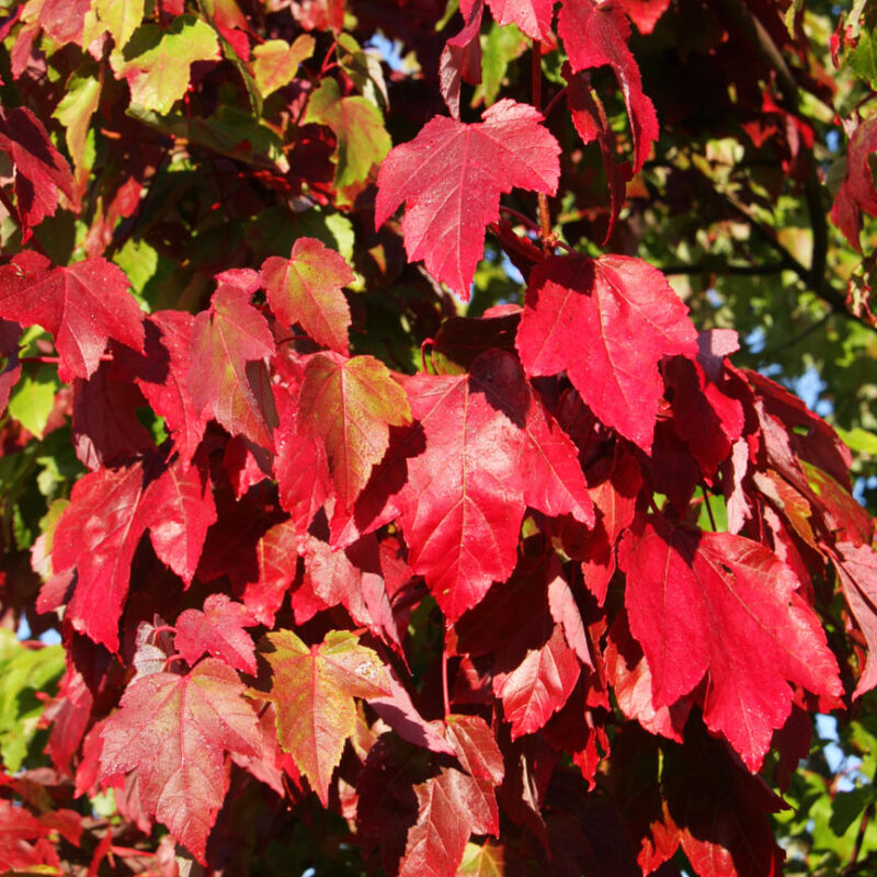 Acer pseudoplatanus 'Simon-louis Frères' | Frank P Matthews
