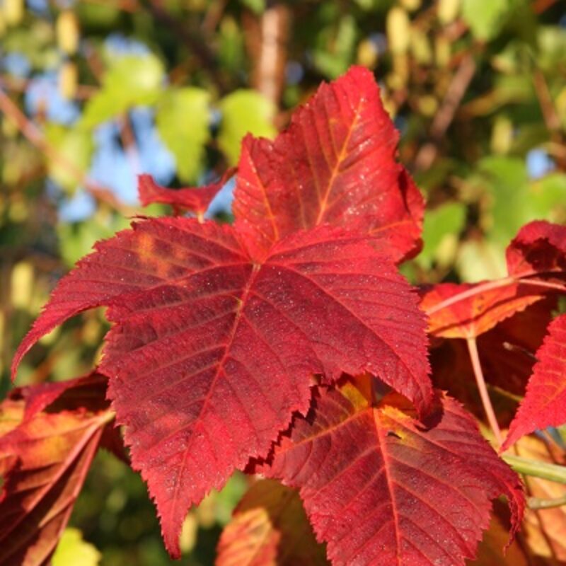 Acer x freemanii 'Morgan' | Frank P Matthews