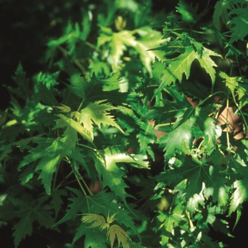 Acer davidii 'Viper'® (Mindavi) | Frank P Matthews