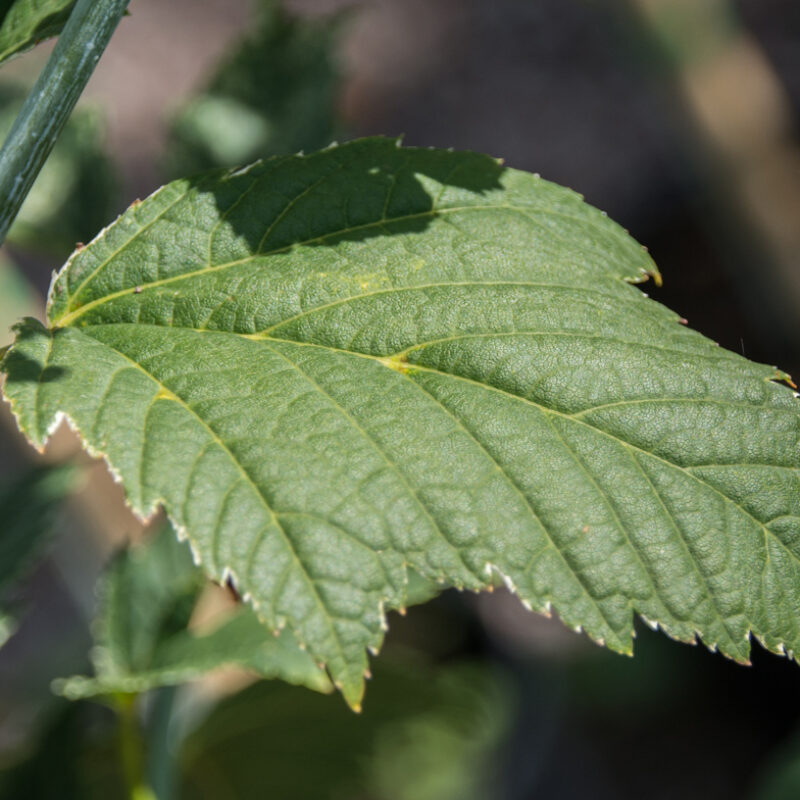 Acer davidii VIPER® 'mindavi' | Frank P Matthews