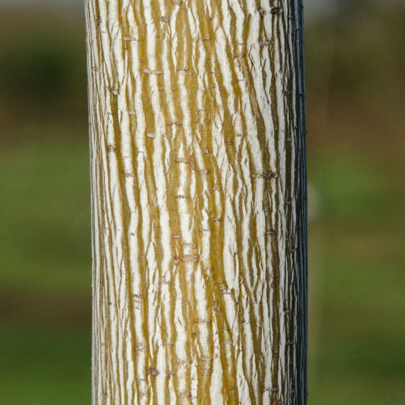 Acer x freemanii 'Morgan' | Frank P Matthews