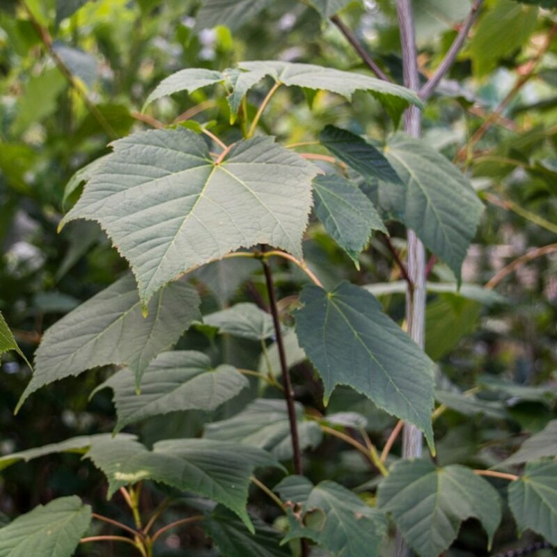 Acer davidii 'Viper'® (Mindavi) | Frank P Matthews