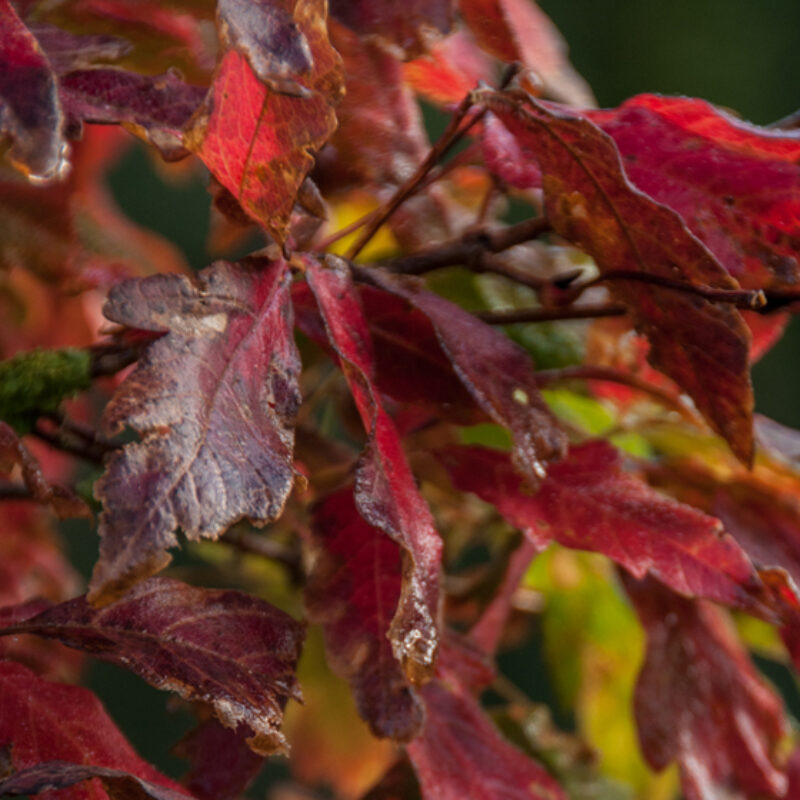Acer x conspicuum 'Phoenix' | Frank P Matthews