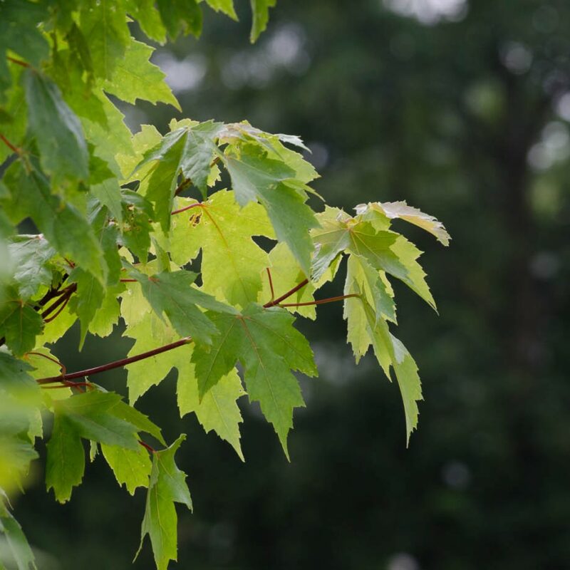 Acer davidii 'Viper'® (Mindavi) | Frank P Matthews