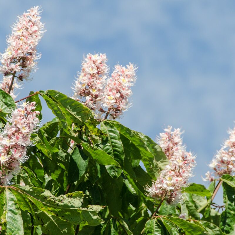 Aesculus x neglecta 'Erythroblastos' | Frank P Matthews