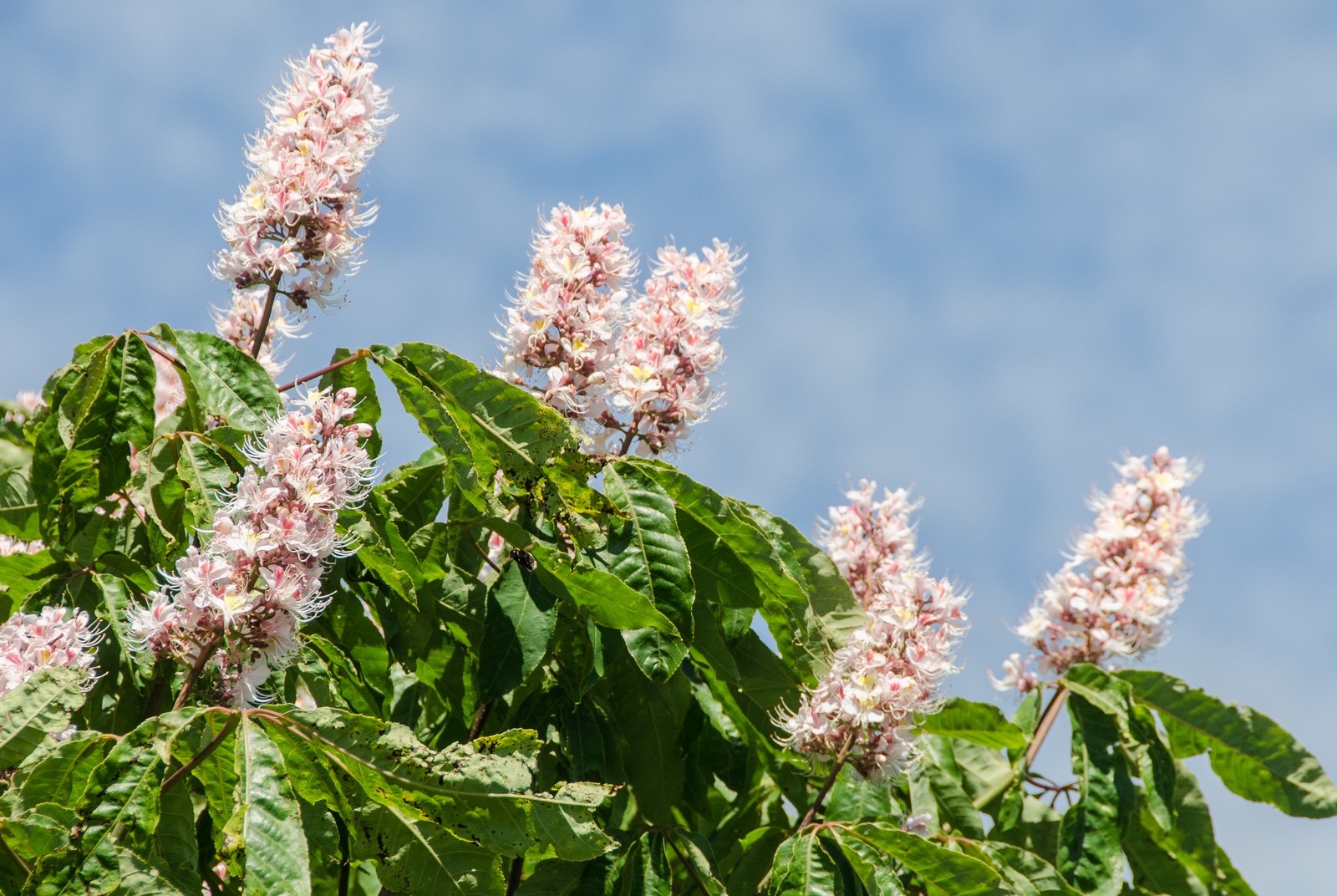 Aesculus indica 'Sydney Pearce' | Frank P Matthews