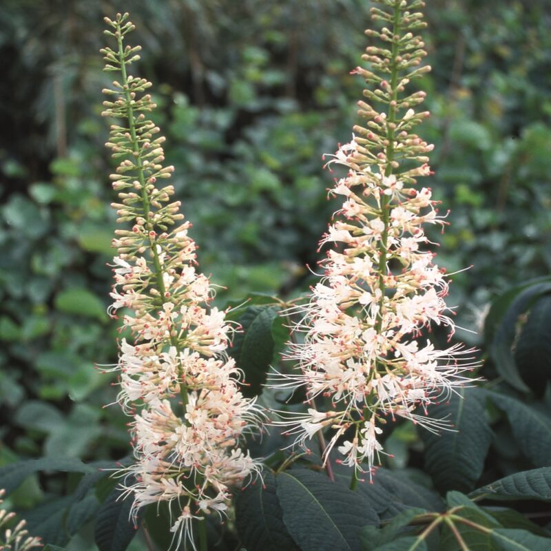 Aesculus pavia var discolor 'Koehnei' | Frank P Matthews