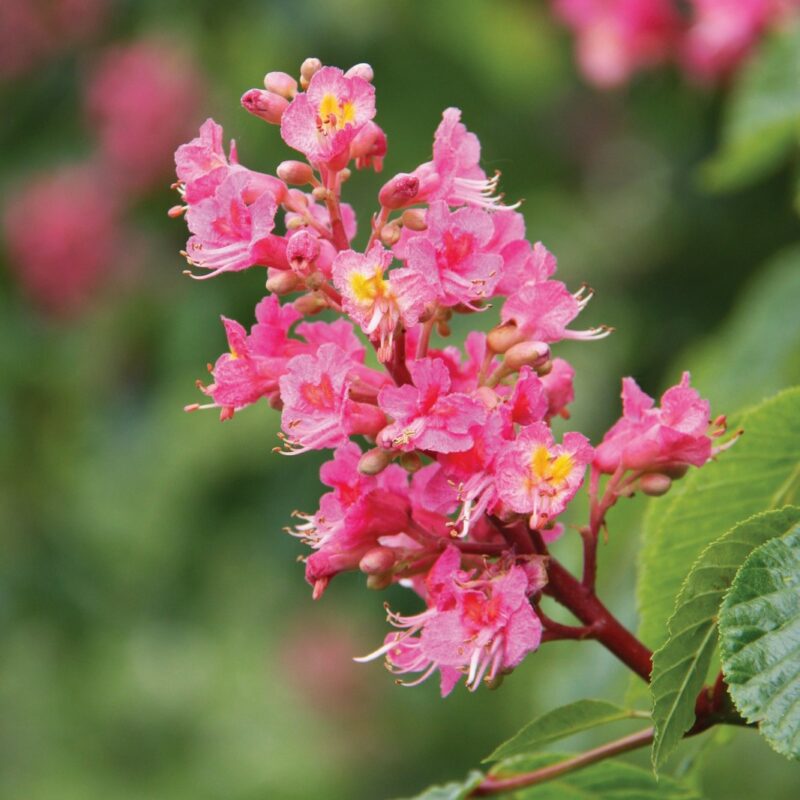 Aesculus pavia var discolor 'Koehnei' | Frank P Matthews