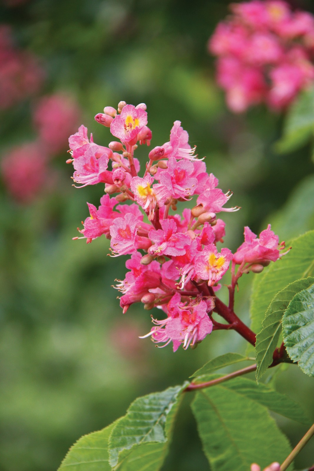 Aesculus x carnea 'Briotii' | Frank P Matthews