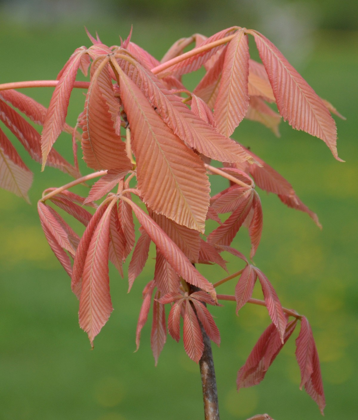 Aesculus x neglecta 'Erythroblastos' | Frank P Matthews