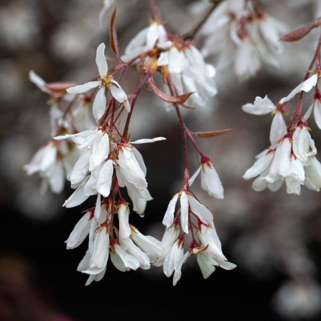 Amelanchier x grandiflora 'Ballerina' | Frank P Matthews