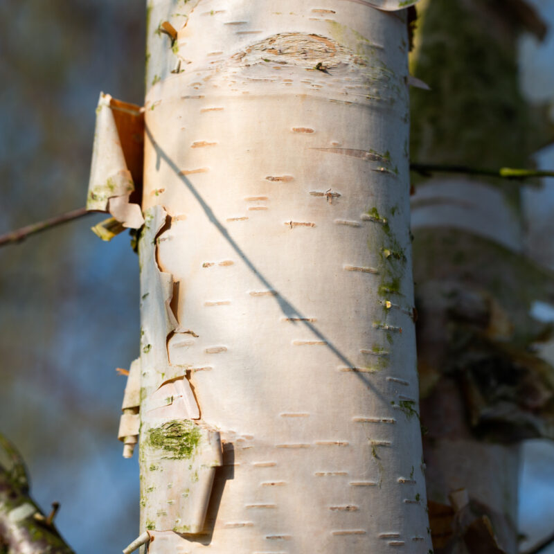 Betula 'Fascination' | Frank P Matthews
