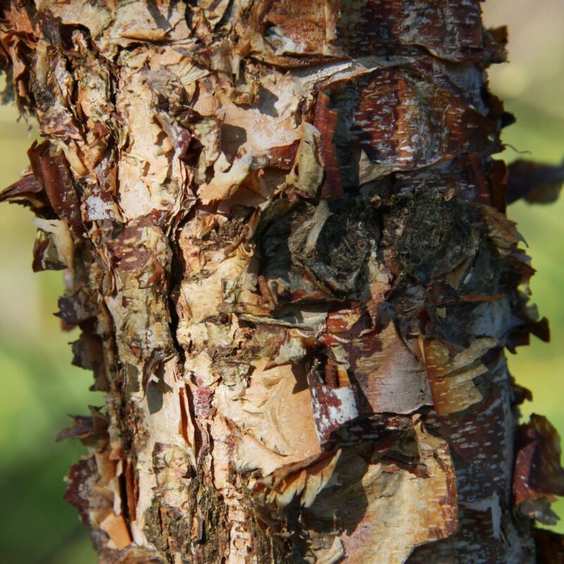 Betula utilis var. jacquemontii 'Trinity College' | Frank P Matthews
