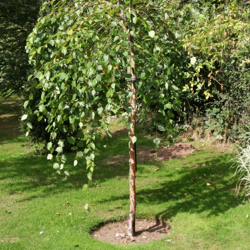 Betula utilis subsp. albosinensis 'Red Panda' | Frank P Matthews