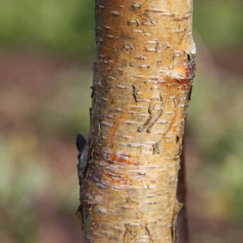 Betula pendula 'Fastigiata Joes'® (JOLEP 1) | Frank P Matthews