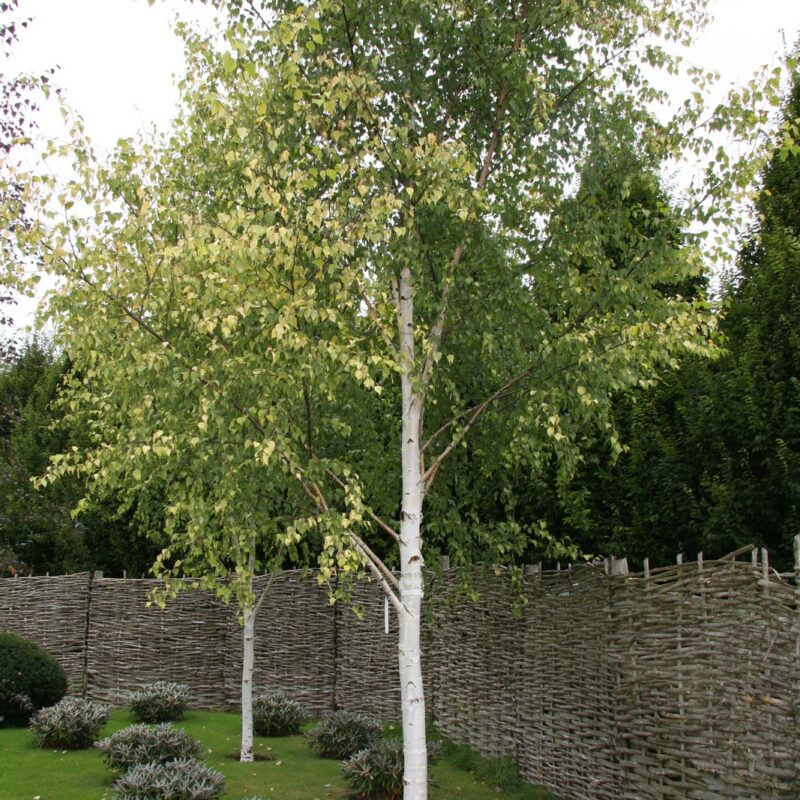 Betula utilis var. jacquemontii 'Trinity College' | Frank P Matthews
