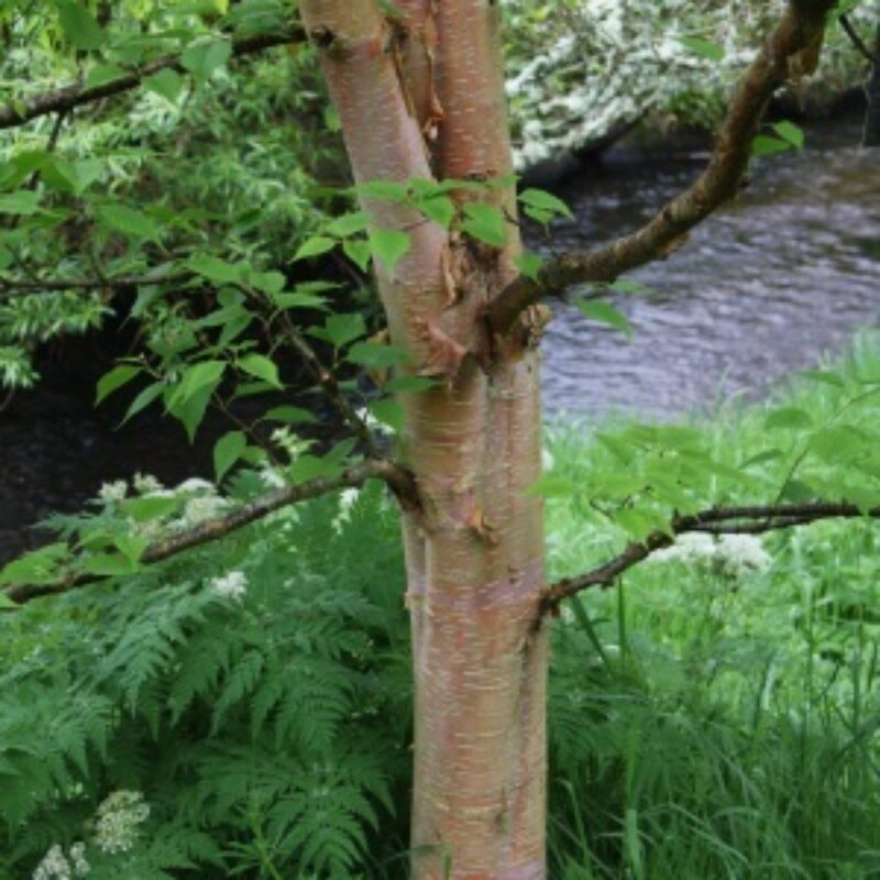 Betula pendula 'Golden Beauty' | Frank P Matthews