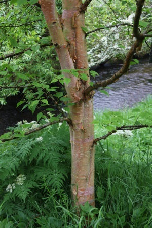 Betula utilis subsp. albosinensis 'China Ruby' | Frank P Matthews