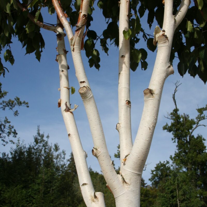 Betula pendula 'Golden Beauty' | Frank P Matthews
