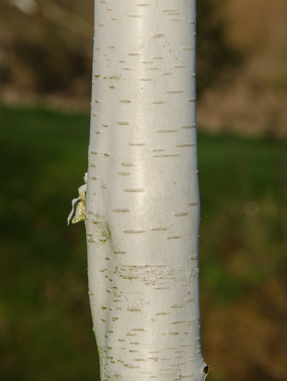 Betula utilis var. jacquemontii 'Silver Shadow' | Frank P Matthews