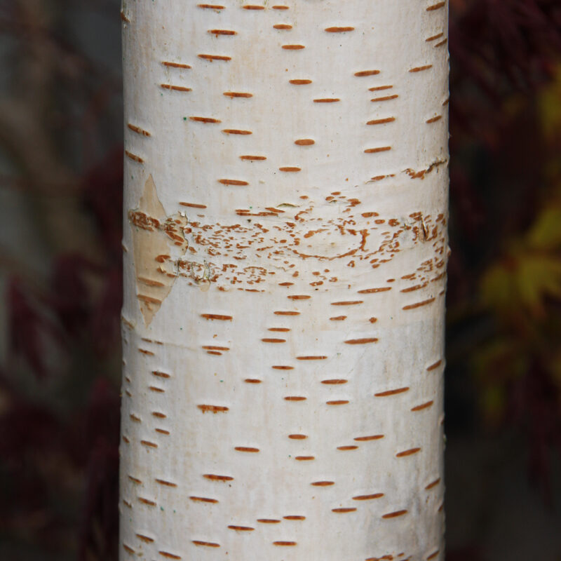 Betula utilis var. jacquemontii 'Trinity College' | Frank P Matthews