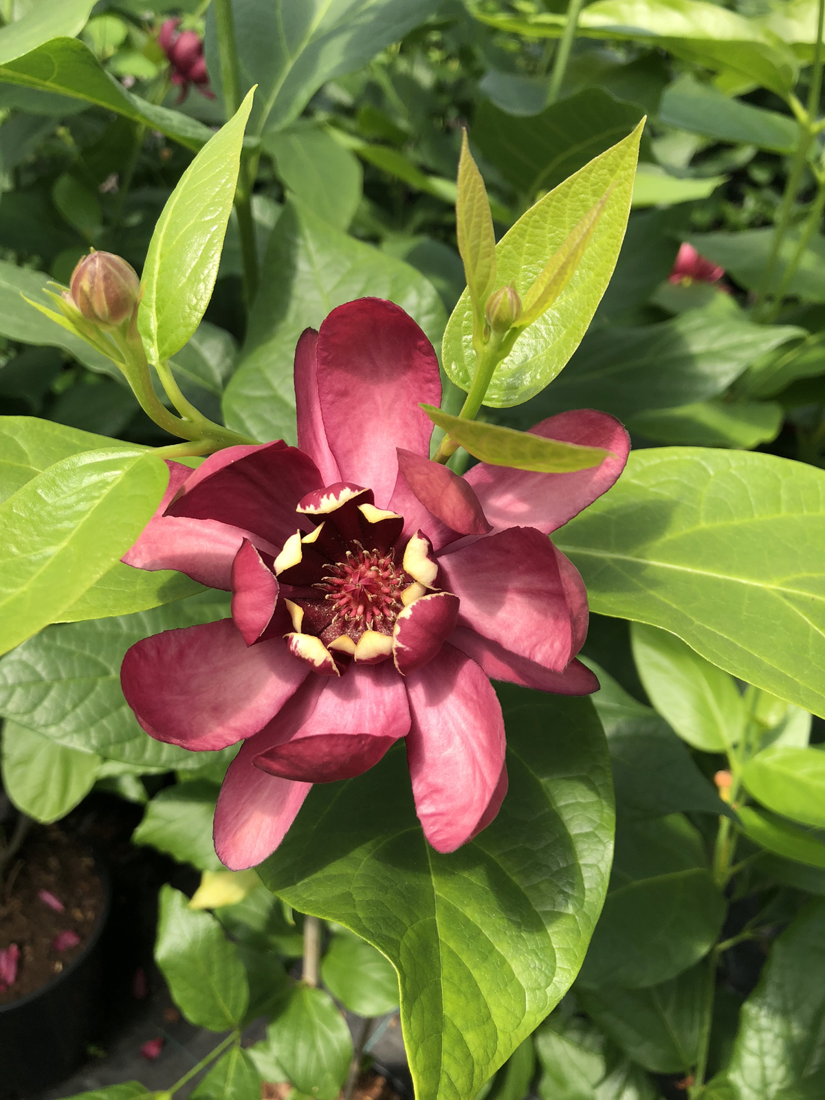 Calycanthus 'Aphrodite' | Frank P Matthews | Ornamental Trees