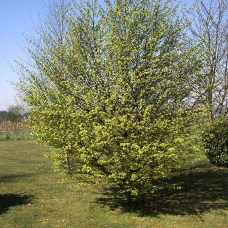 Carpinus betulus 'Lucas' | Frank P Matthews