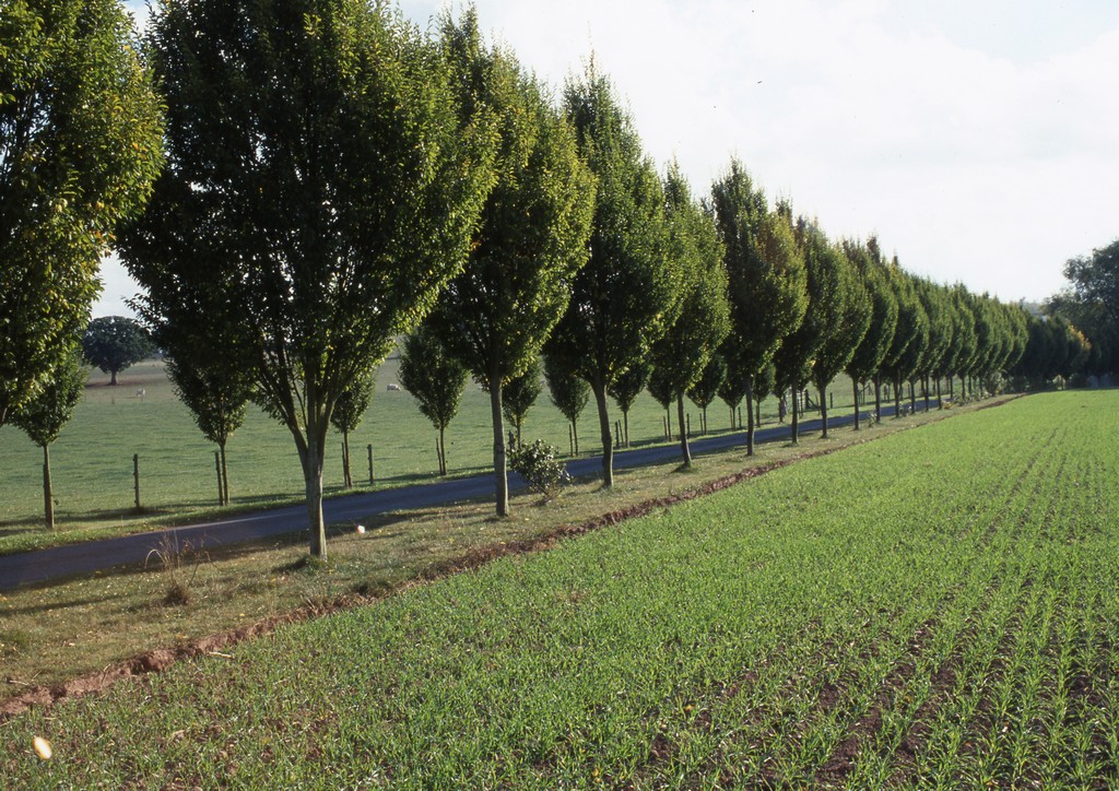 Carpinus betulus 'Fastigiata' | Frank P Matthews
