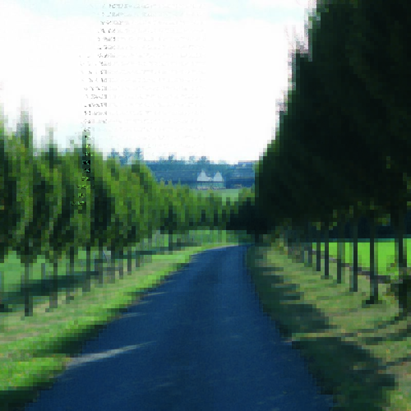 Carpinus betulus 'Rockhampton Red'® | Frank P Matthews