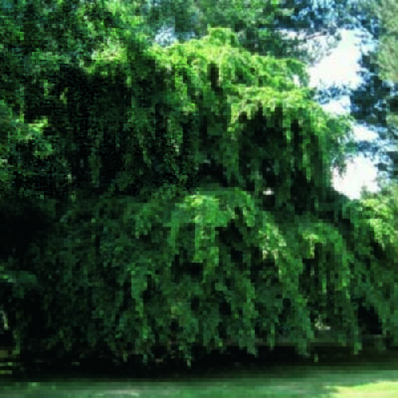 Carpinus betulus 'Lucas' | Frank P Matthews