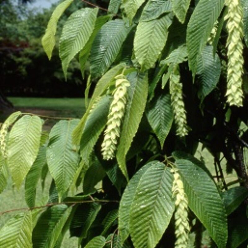 Carpinus betulus 'Rockhampton Red'® | Frank P Matthews