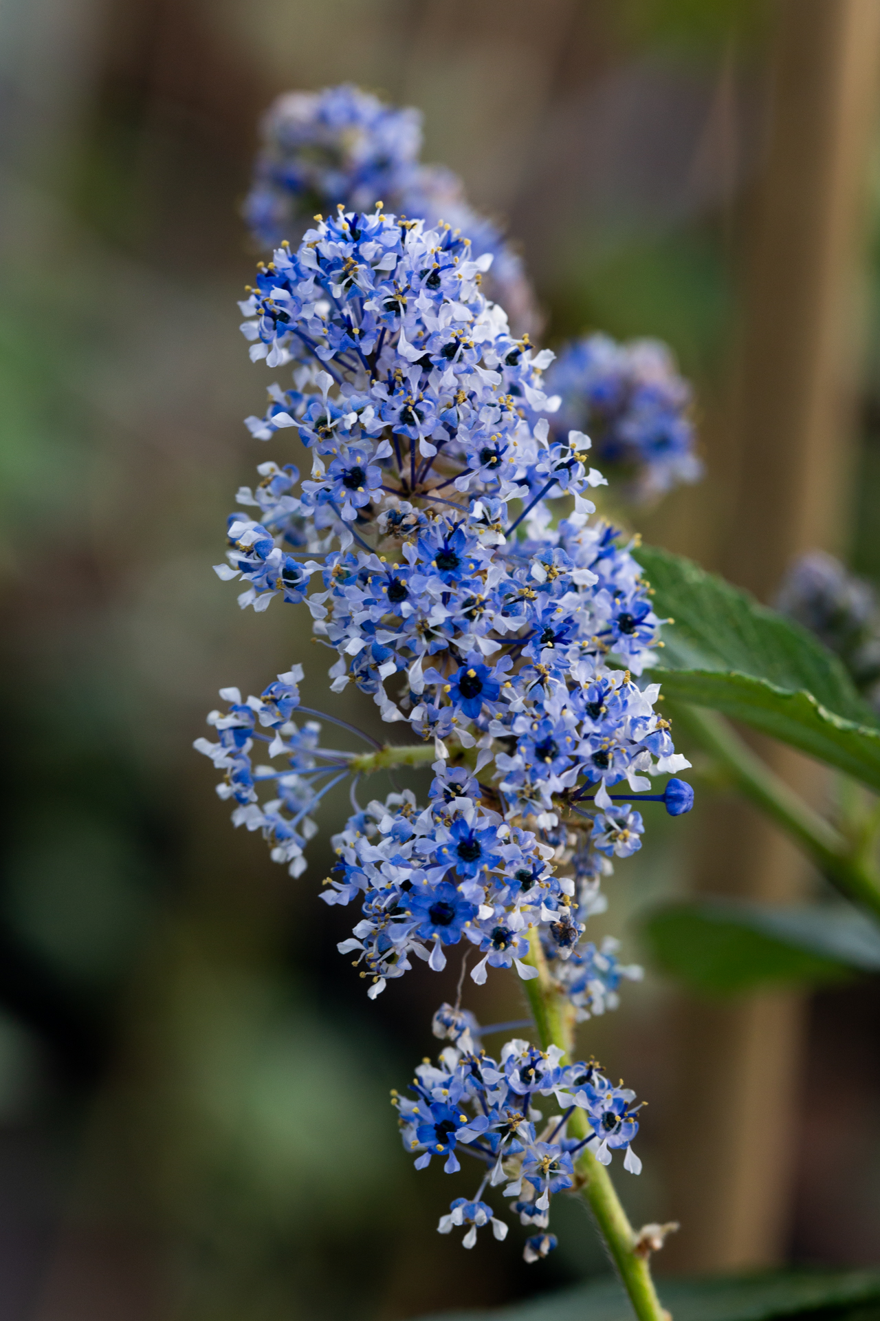 Ceanothus arboreus 'Trewithen Blue' | Frank P Matthews