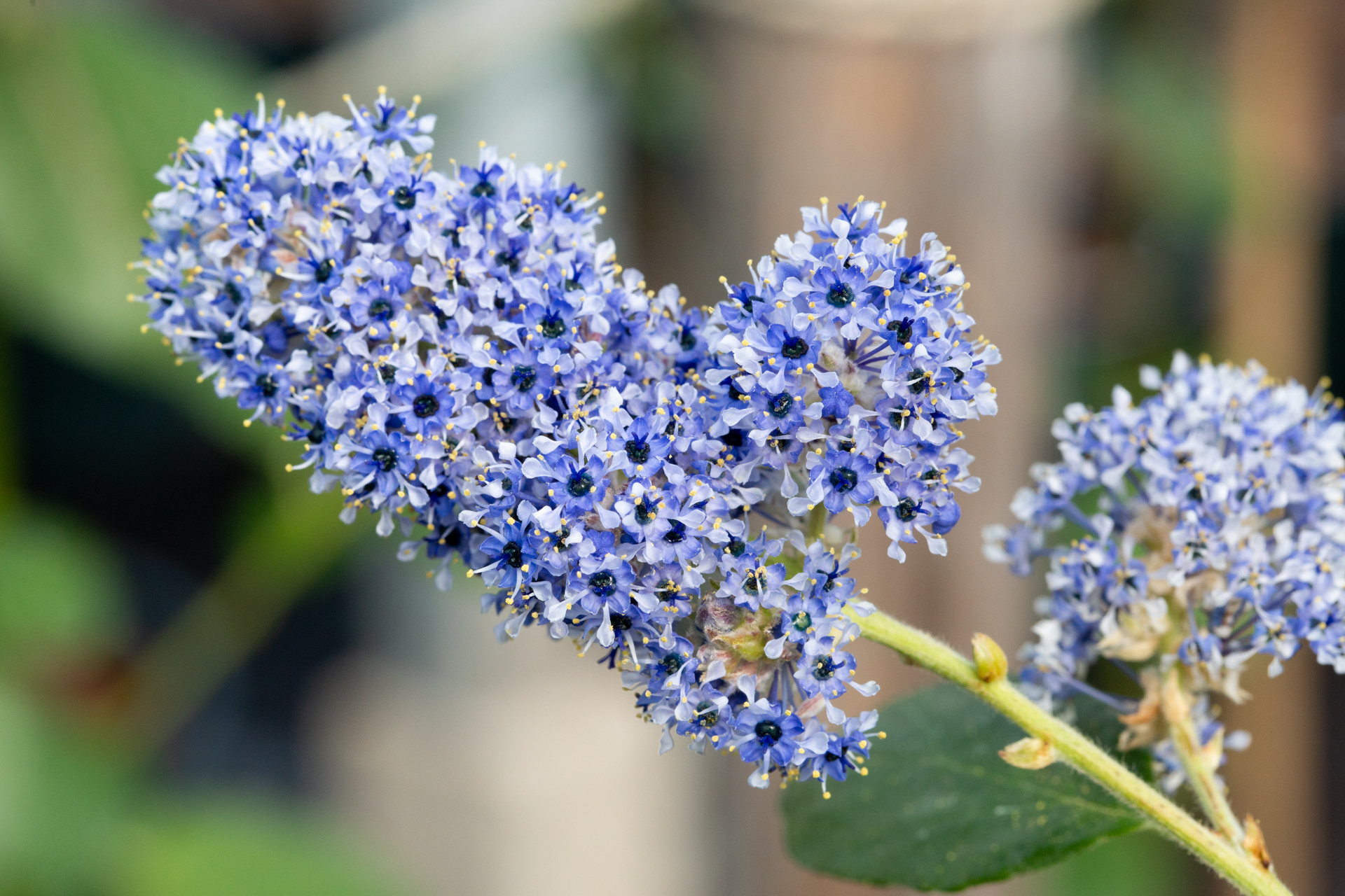 Ceanothus arboreus 'Trewithen Blue' | Frank P Matthews