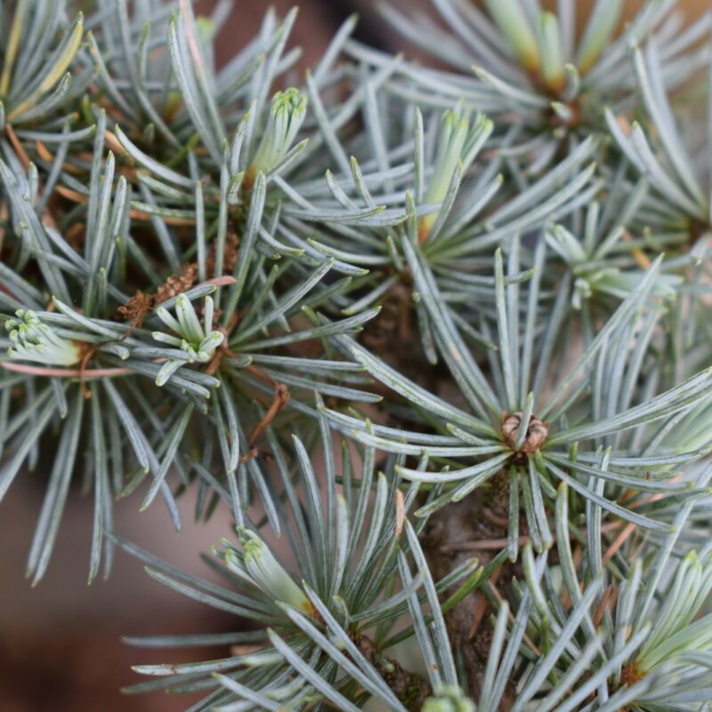 Cedrus atlantica 'Glauca Pendula' | Frank P Matthews