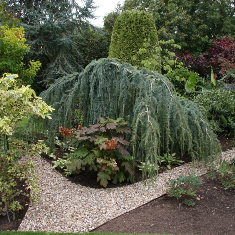 Cedrus atlantica 'Glauca Pendula' | Frank P Matthews