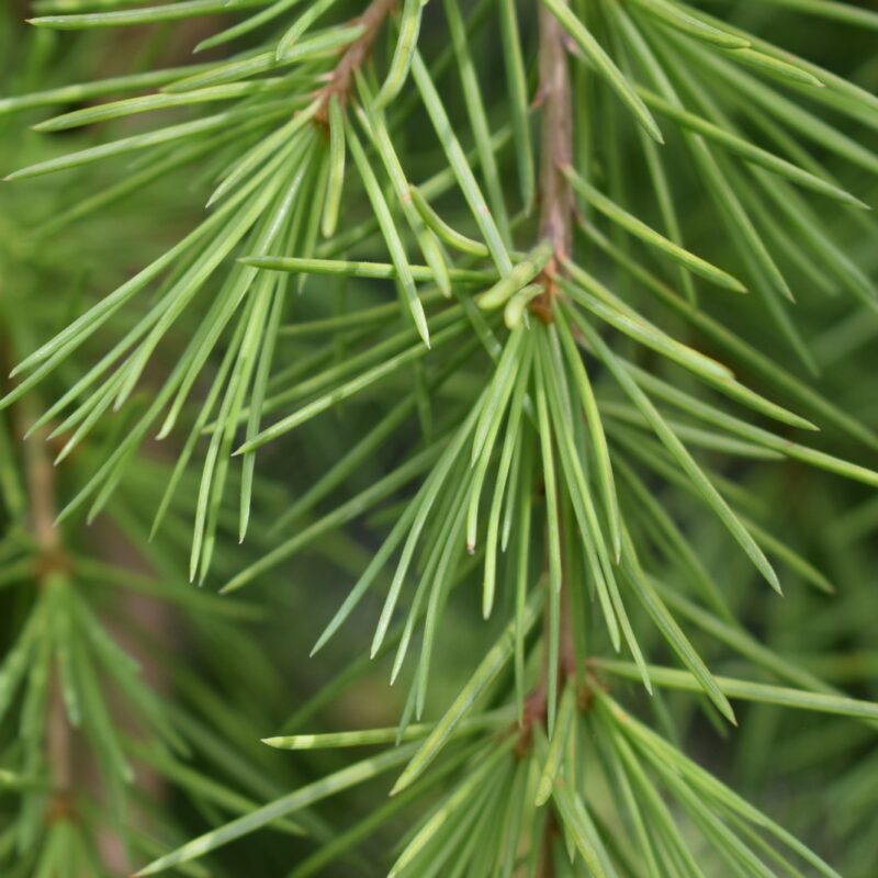 Cedrus atlantica 'Glauca Pendula' | Frank P Matthews