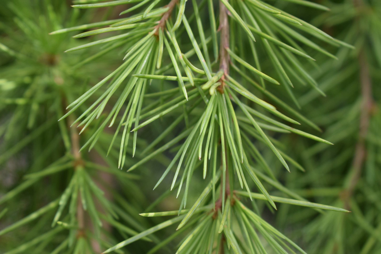 Cedrus deodara 'Klondyke' | Frank P Matthews