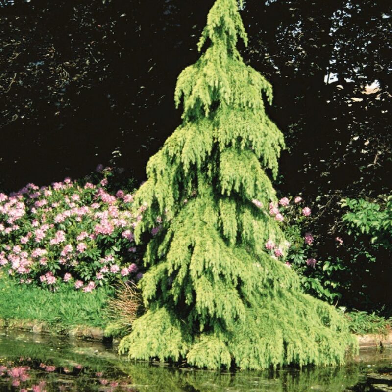Cedrus atlantica 'Glauca Pendula' | Frank P Matthews