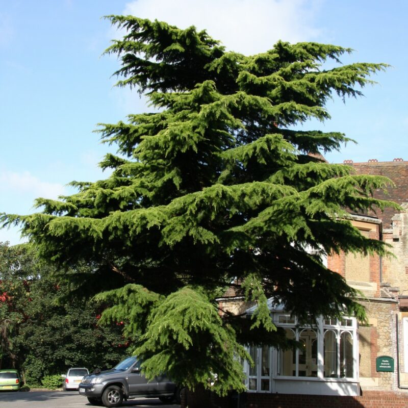 Cedrus atlantica 'Glauca Pendula' | Frank P Matthews