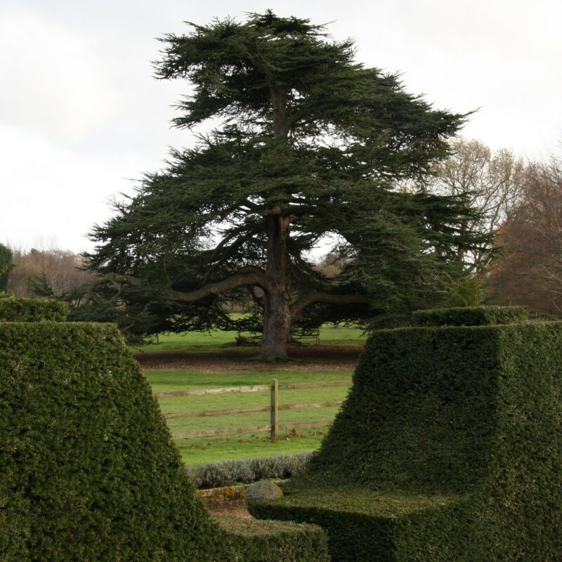 Cedrus atlantica 'Glauca Pendula' | Frank P Matthews