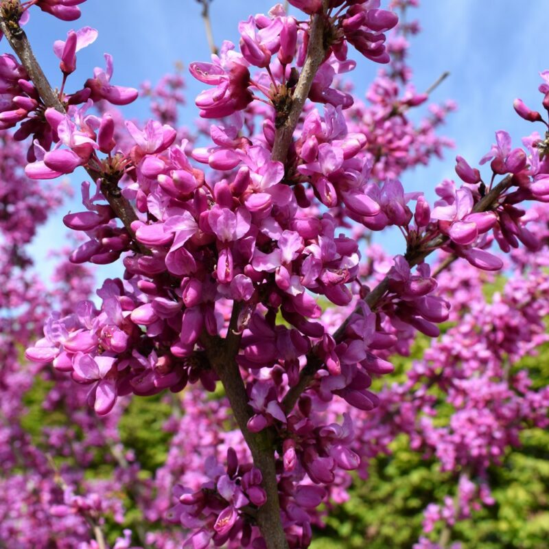 Cercis canadensis 'Carolina Sweetheart'® | Frank P Matthews