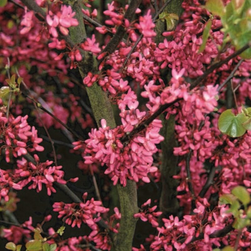 Cercis chinensis 'Avondale' | Frank P Matthews