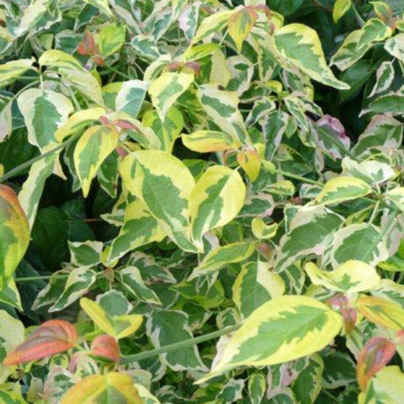 Cornus alternifolia 'Golden Shadows' | Frank P Matthews