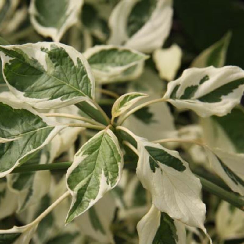 Cornus controversa 'Variegata' | Frank P Matthews