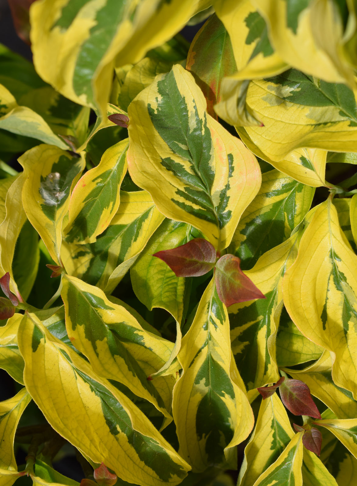 Cornus florida 'Rainbow' | Frank P Matthews