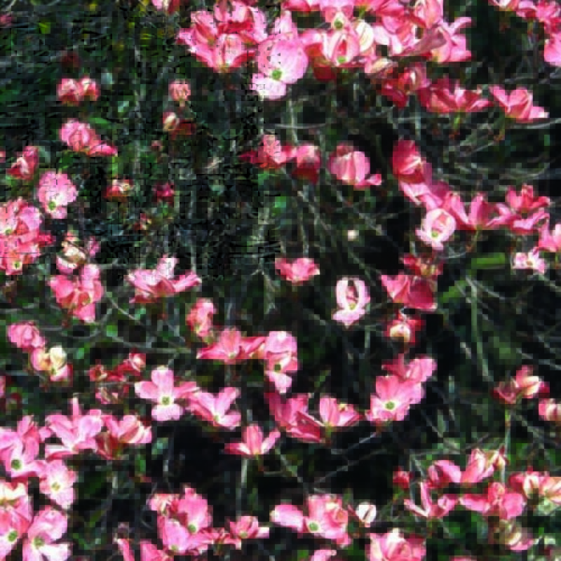 Cornus 'Venus' | Frank P Matthews