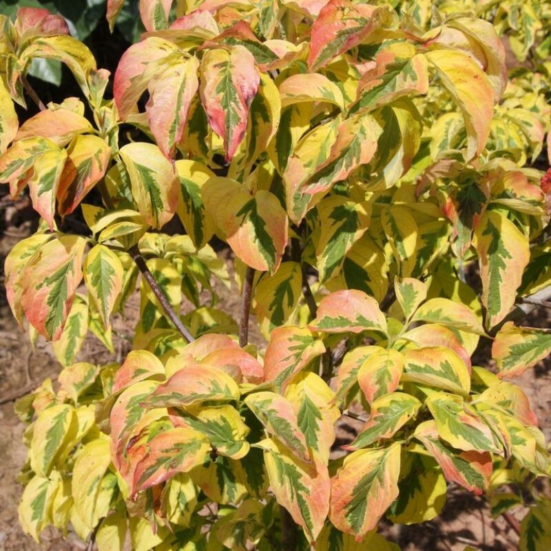 Cornus 'Venus' | Frank P Matthews