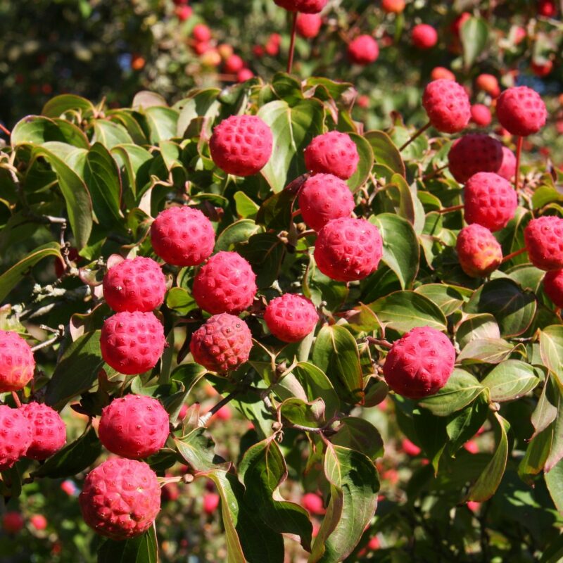 Cornus 'Venus' | Frank P Matthews