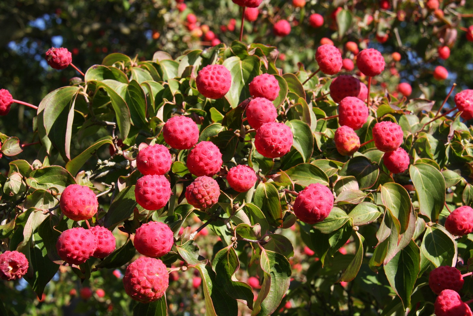 Cornus kousa chinensis | Frank P Matthews