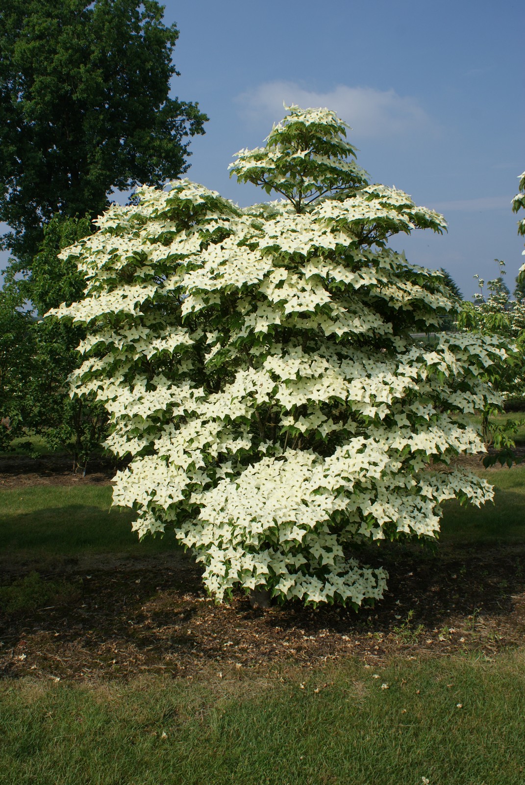 Cornus kousa 'Milky Way' | Frank P Matthews